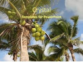 Coconut Trees In Fruit Thailand PPT template 20 | CrystalGraphics