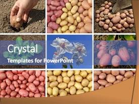 Premium Template for PowerPoint & Google Slides (pnhnuuoi)