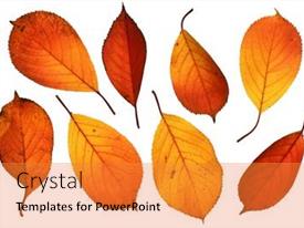 Collection Of Autumn Leaf Closeup PPT template 82 | CrystalGraphics