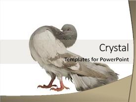 Columba Livia Rock Pigeon In Front PPT template 73 | CrystalGraphics