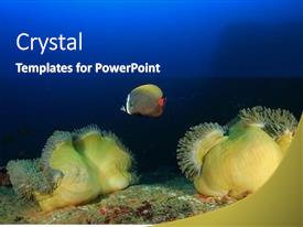 Coral Anemones Redtail Butterflyfish Underwater PPT template 15 ...
