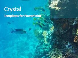 Coral Fish In Red Sea PPT template 30 | CrystalGraphics