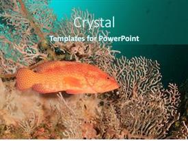 Coral Grouper Fish PPT template 64 | CrystalGraphics