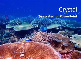 Coral Reef At South Ari PPT template 40 | CrystalGraphics