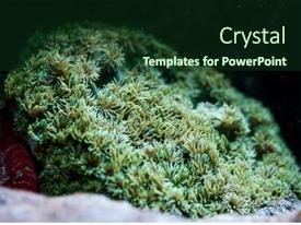 Coral Reef In Aquarium PPT template 51 | CrystalGraphics
