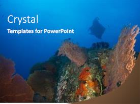 Coral Reef In Similan Islands PPT template 97 | CrystalGraphics