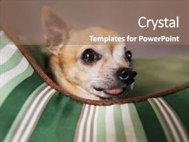 Cute Chihuahua In A Pet PPT template 13 | CrystalGraphics