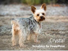 Cute Little Yorkie PPT template 76 | CrystalGraphics
