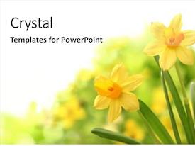 Premium Template for PowerPoint & Google Slides (ijokkplko)