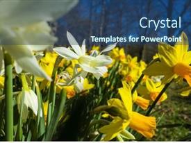 Daffodil Flowers Yellow And White PPT template 31 | CrystalGraphics