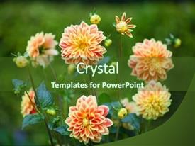 Dahlia Orange And Yellow Flowers PPT template 7 | CrystalGraphics