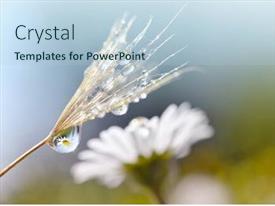 Dewy Dandelion Seed Closeup Daisy PPT template 37 | CrystalGraphics
