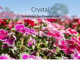 Dianthus Flowers In The Garden PPT template 67 | CrystalGraphics