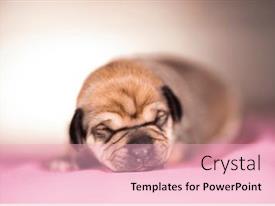 Dog Are Sleeping Animals Concept PPT template 43 | CrystalGraphics