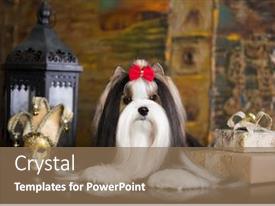 Dog Biewer Yorkshire Terrier Holiday PPT template 81 | CrystalGraphics