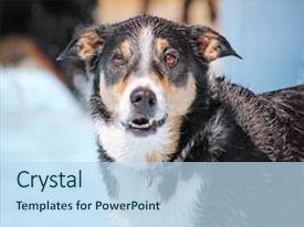 Dog Having Fun PPT template 75 | CrystalGraphics