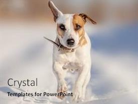 Dog Running At Winter Pet PPT template 42 | CrystalGraphics
