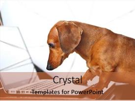 Dog Using Computer PPT template 1 | CrystalGraphics