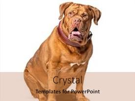Dogue De Bordeaux Wearing PPT template 45 | CrystalGraphics