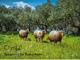 Domestic Sheeps Farm Animals Grazing PPT template 76 | CrystalGraphics