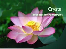 Efflorescence Lotus Flower PPT template 56 | CrystalGraphics