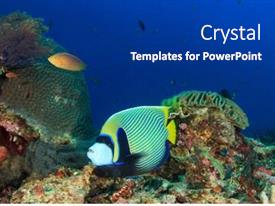 Emperor Angelfish Reef Fish PPT template 60 | CrystalGraphics