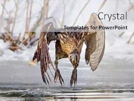 Eurasian Bittern Outdoor In Winter PPT template 52 | CrystalGraphics
