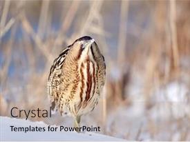 Eurasian Bittern Outdoor In Winter PPT template 31 | CrystalGraphics