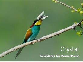 European Bee Eater Merops Apiaster PPT template 0 | CrystalGraphics