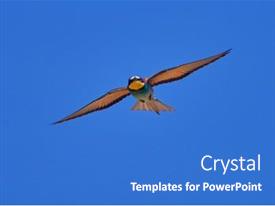 European Bee Eater Merops Apiaster PPT template 74 | CrystalGraphics