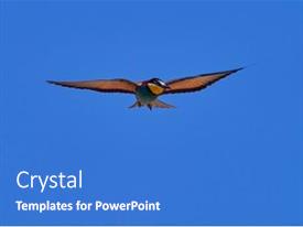European Bee Eater Merops Apiaster PPT template 92 | CrystalGraphics