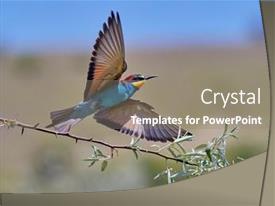 European Bee Eater Merops Apiaster PPT template 71 | CrystalGraphics