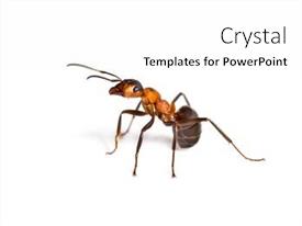Premium Template for PowerPoint & Google Slides (imjpjukmuk)
