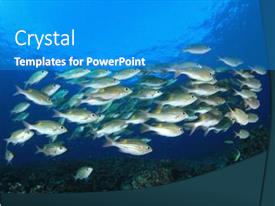 Fish School Snappers On Coral PPT template 11 | CrystalGraphics