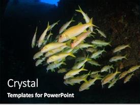Fish School Underwater Snappers PPT template 25 | CrystalGraphics
