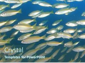 Fish School Underwater Snappers PPT template 46 | CrystalGraphics