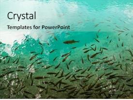 Lake Fish Fishes Under Freshwater PPT template 31 | CrystalGraphics