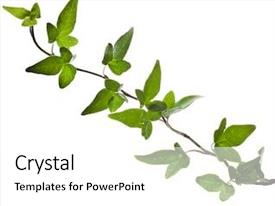 Premium Template for PowerPoint & Google Slides (iljpmjkmo)