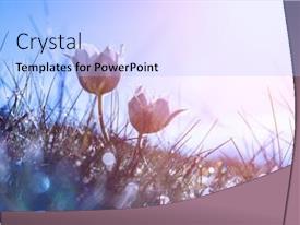 Flowers On Spring Lawn Closeup PPT template 22 | CrystalGraphics