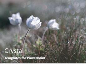 Flowers On Spring Lawn Closeup PPT template 39 | CrystalGraphics