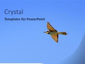 Flying Bee Eater Merops Apiaster PPT template 29 | CrystalGraphics