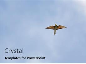 Flying Bee Eater Merops Apiaster PPT template 22 | CrystalGraphics