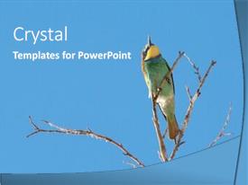 Flying Bee Eater Merops Apiaster PPT template 93 | CrystalGraphics
