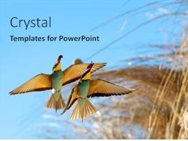 Flying Bee Eater Merops Apiaster PPT template 26 | CrystalGraphics