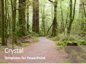 Forrest Pathway Through Rainforest Fiordland National PPT template 50 ...