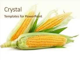 Corn Background Leaves Isolated On PPT template 59 | CrystalGraphics