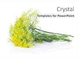 Fresh Garden Herbs Blossom Dill PPT template 1 | CrystalGraphics