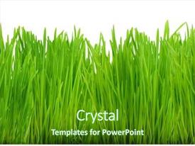 Fresh Grass PPT template 30 | CrystalGraphics