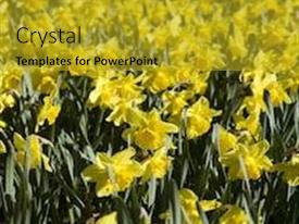Full Frame Of Yellow Daffodils PPT template 76 | CrystalGraphics