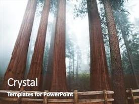 Redwood Giant Tree Sequoia PPT template 33 | CrystalGraphics